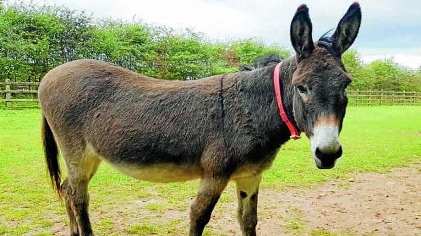 არასდროს ეკამათოთ ვირს